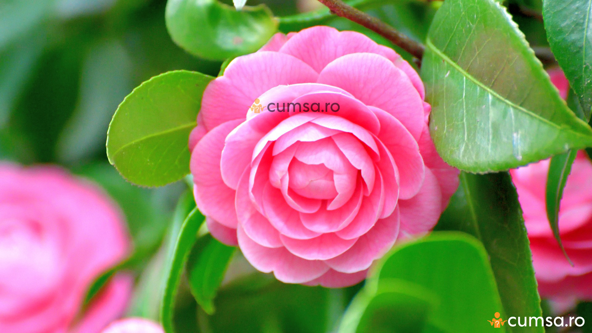 Cum sa cresti Camellia japonica. Ingrijire, inmultire, boli si ...