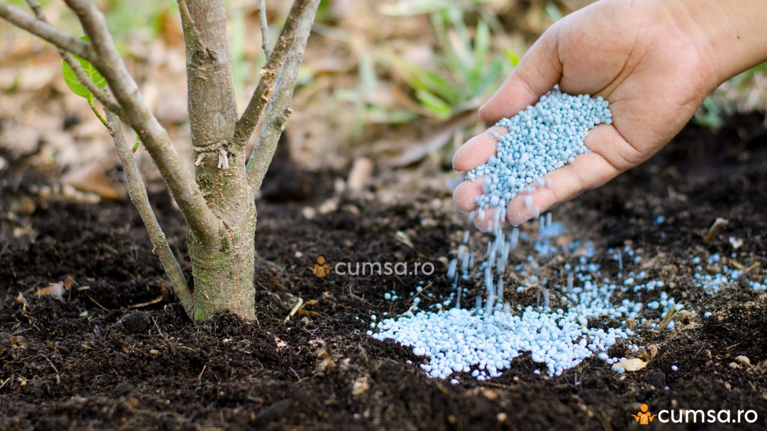 Cum sa folosesti tepuse fertilizante pentru pomi fructiferi - cumsa.ro