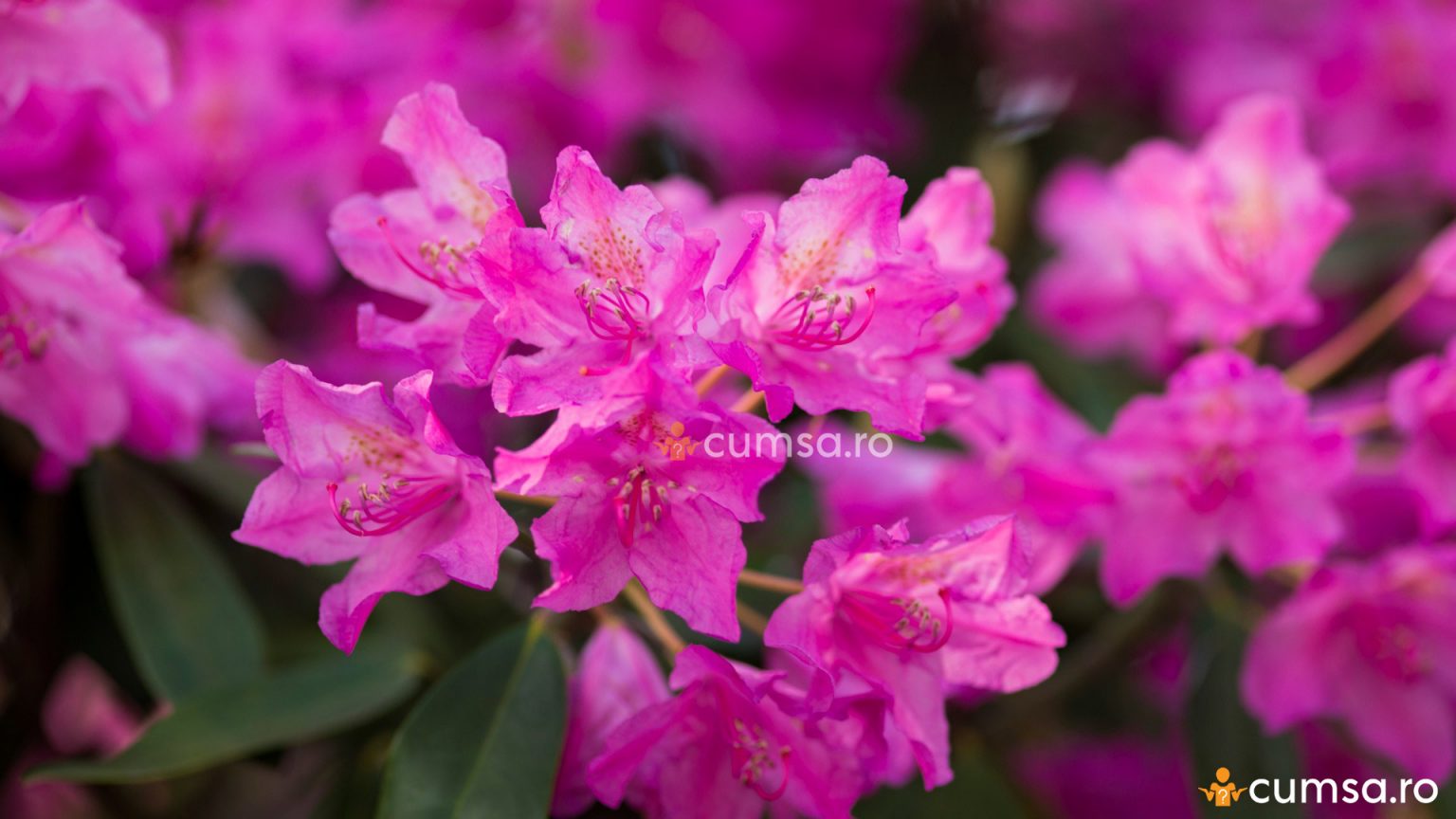 Cum sa cresti un Rododendron. Ingrijire, inmultire, boli si daunatori ...