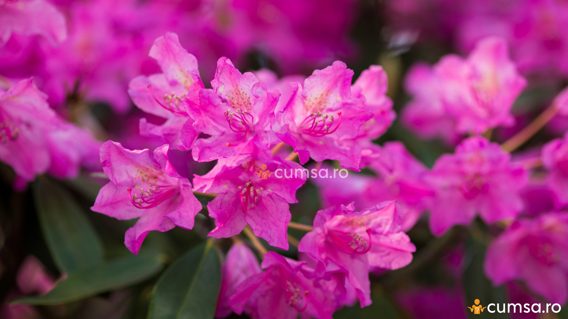 Cum sa cresti un Rododendron. Ingrijire, inmultire, boli si daunatori ...