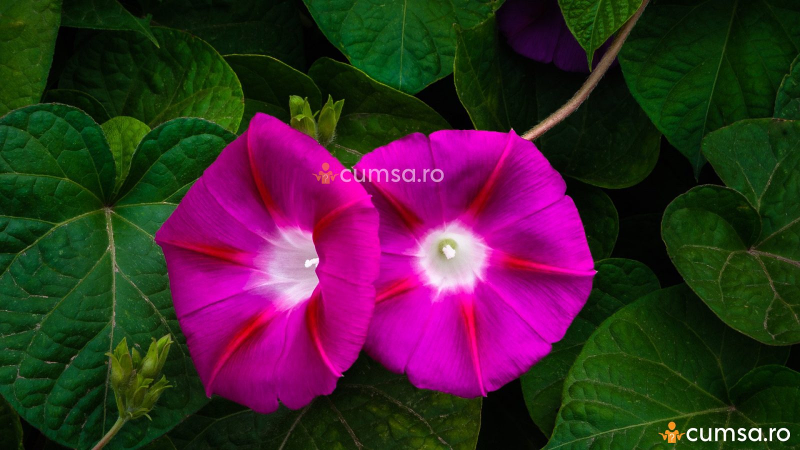 Cum sa cresti Zorele. Ingrijire, inmultire, boli si daunatori - cumsa.ro