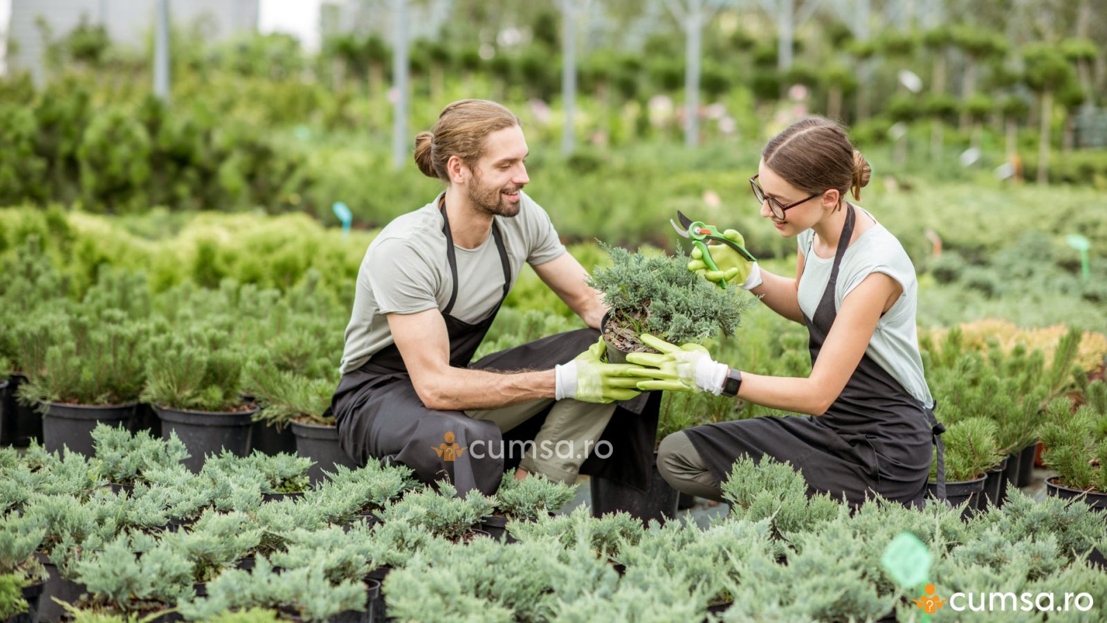 Cum sa cultivi ienupar. Plantare, ingrijire, inmultire, boli si ...