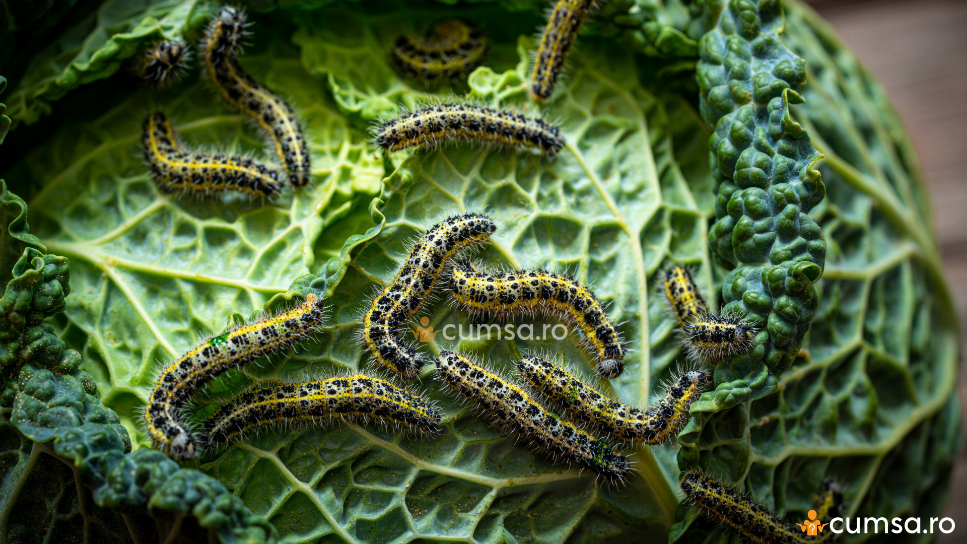 Cum sa combati fluturele alb al verzei si ce tratamente sa aplici ...