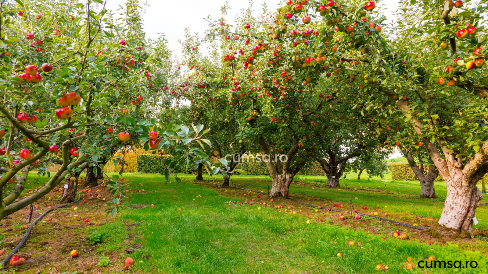 Cum sa protejezi gradina cu plante sanitar si care sunt cele mai ...