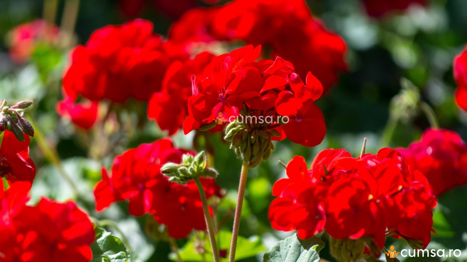 Cum sa iti mentii muscatele sanatoase si ce tratamente sa aplici - cumsa.ro