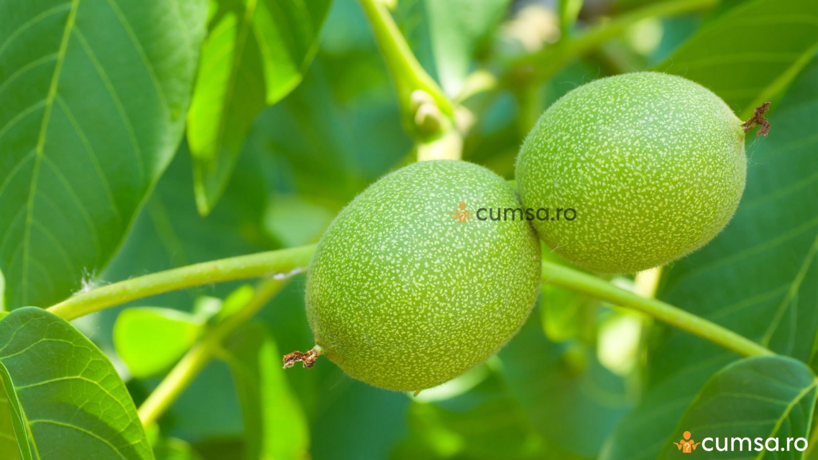 Cum sa faci dulceata de nuci verzi. Reteta simpla - cumsa.ro