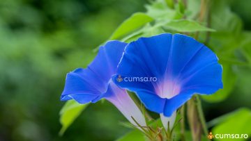 Cum sa cresti Zorele. Ingrijire, inmultire, boli si daunatori - cumsa.ro