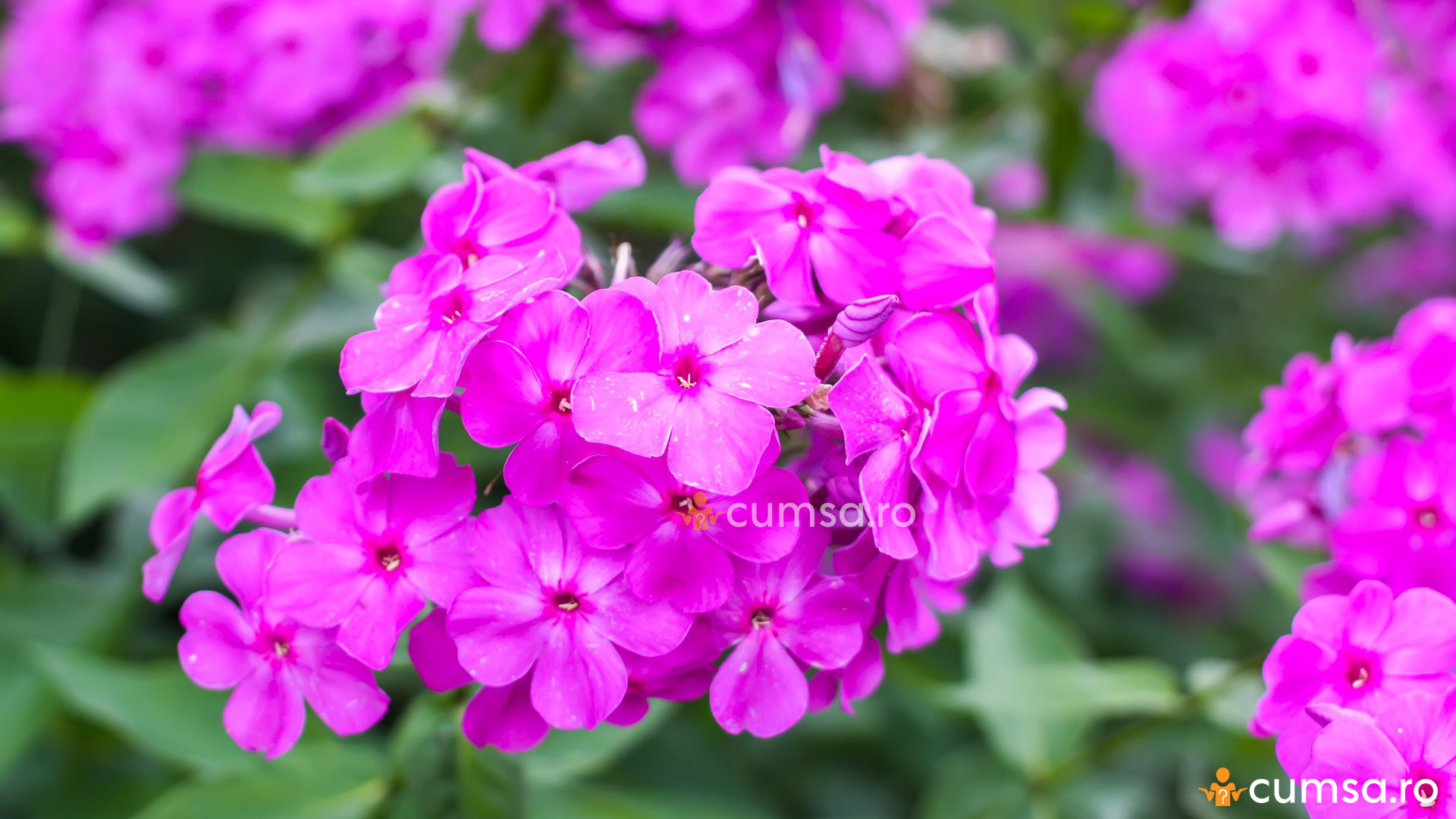 Cum sa cresti Brumarele. Ingrijire, inmultire, boli si daunatori - cumsa.ro