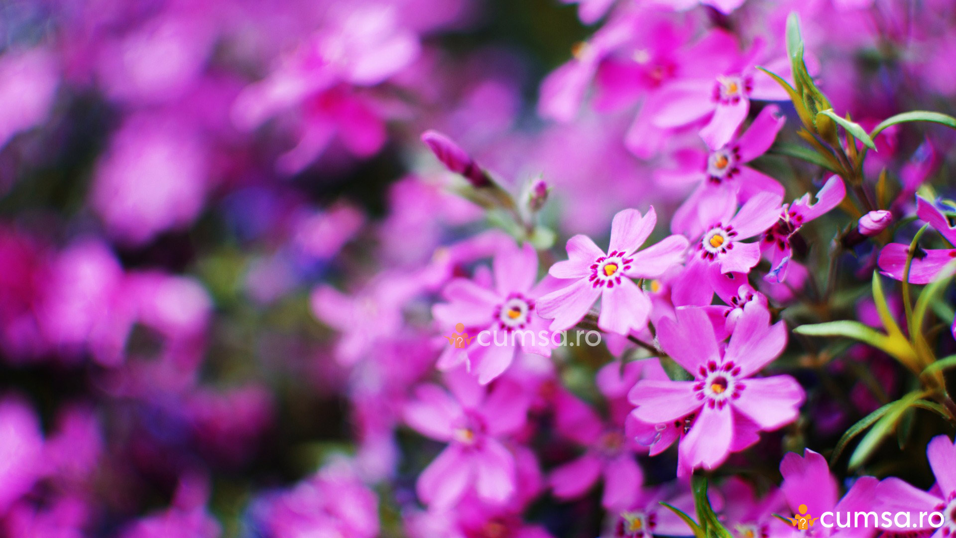 Cum sa cresti Brumarele. Ingrijire, inmultire, boli si daunatori - cumsa.ro