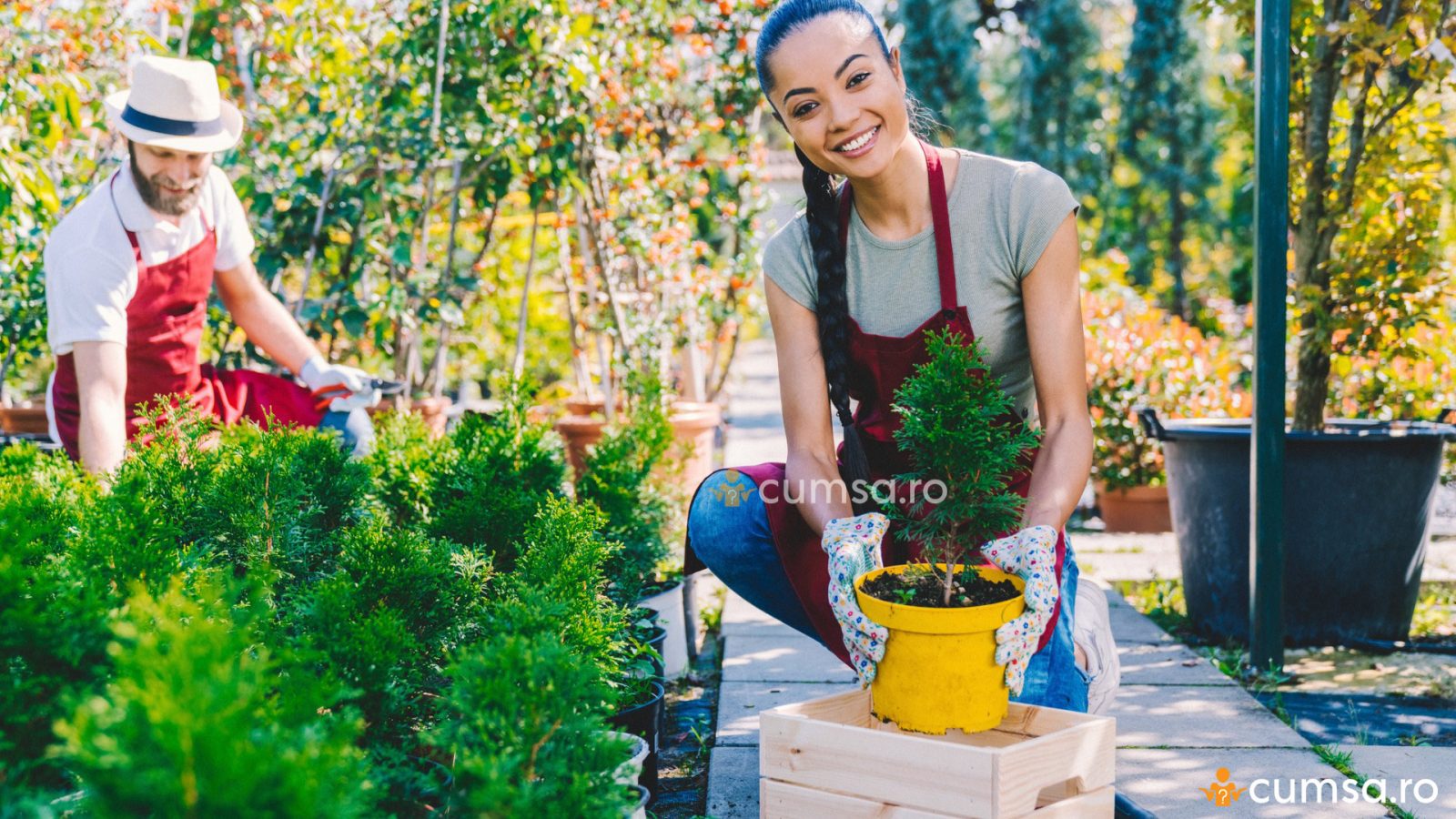 Cum sa cresti chiparos. Ingrijire, inmultire, boli si daunatori - cumsa.ro