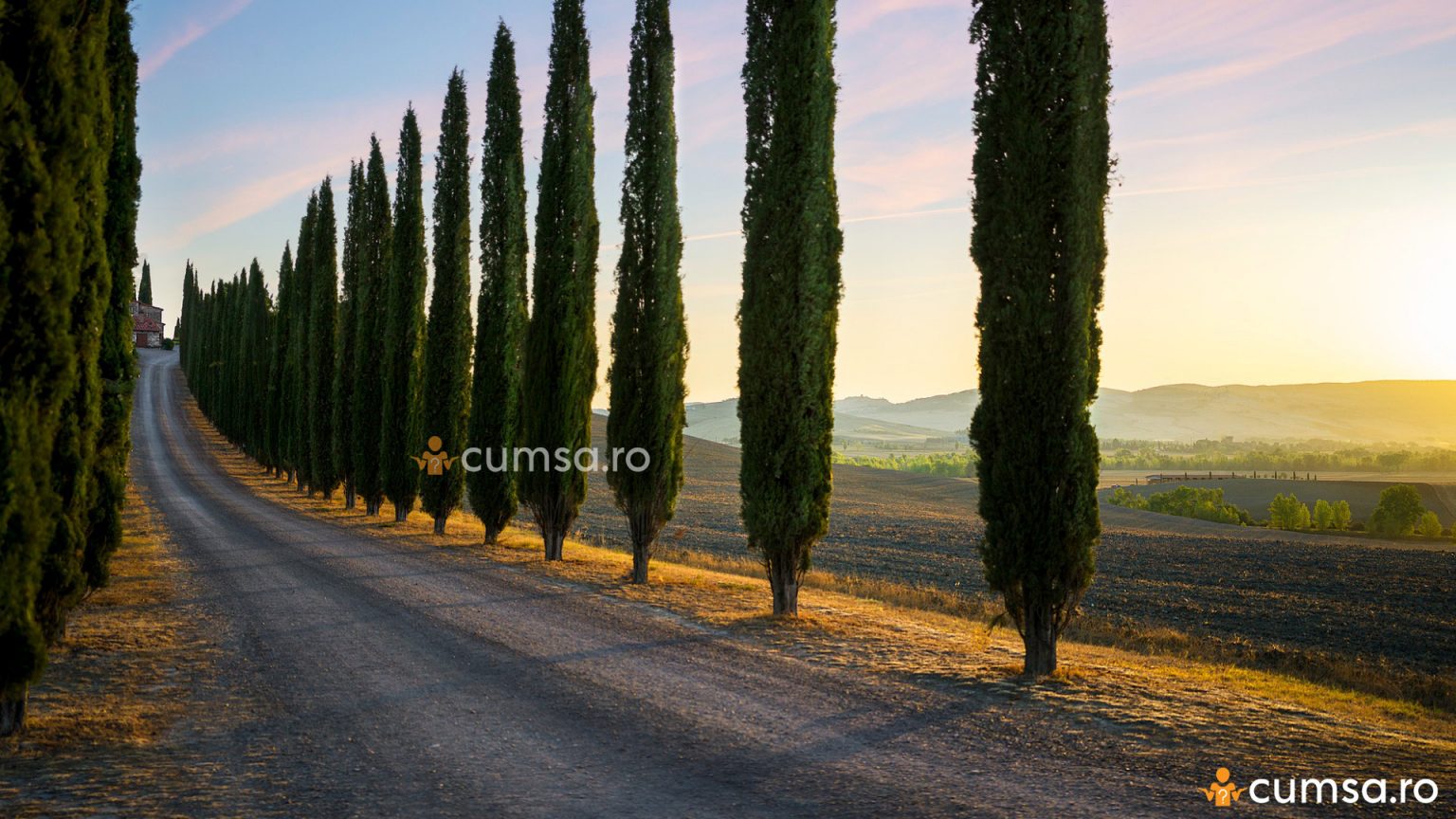 Cum sa cresti chiparos. Ingrijire, inmultire, boli si daunatori - cumsa.ro