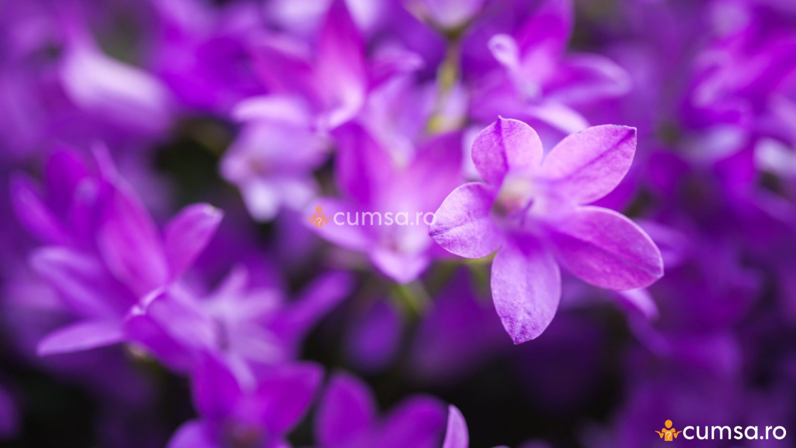 Cum sa cresti Campanula. Ingrijire, inmultire, boli si daunatori - cumsa.ro