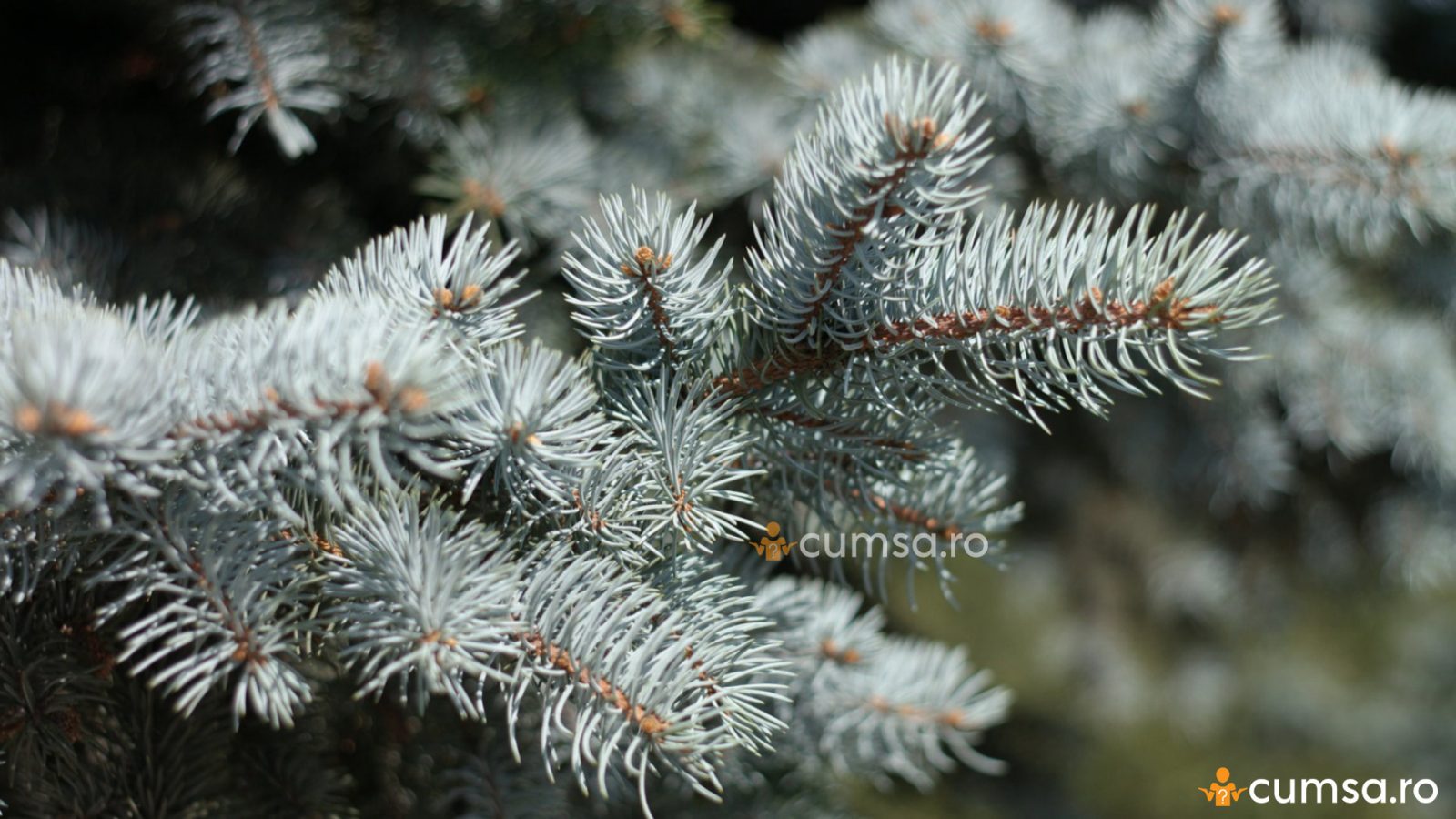 Cum sa cresti bradul argintiu. Ingrijire, inmultire, boli si daunatori ...