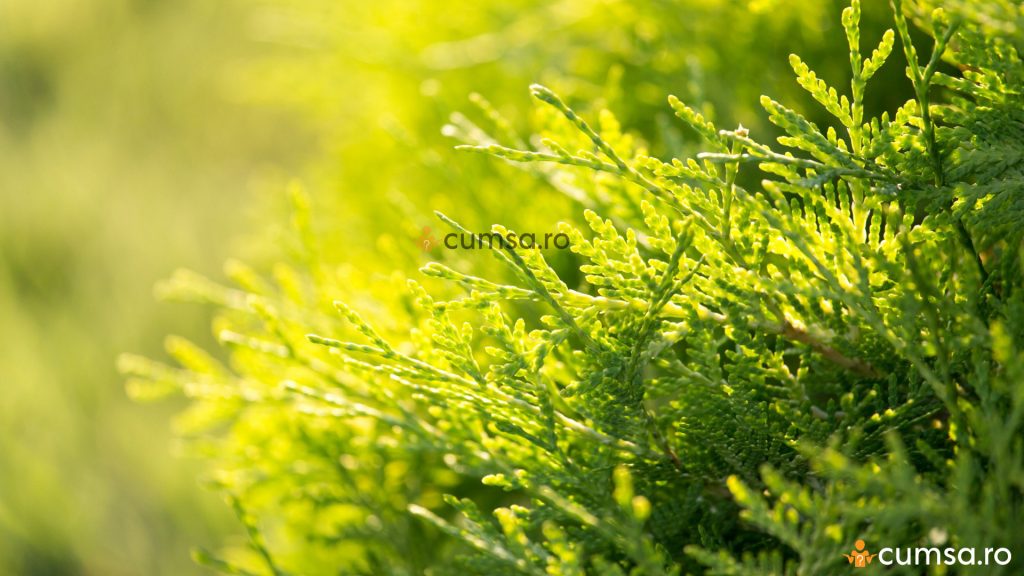 Cum sa cresti chiparos. Ingrijire, inmultire, boli si daunatori - cumsa.ro