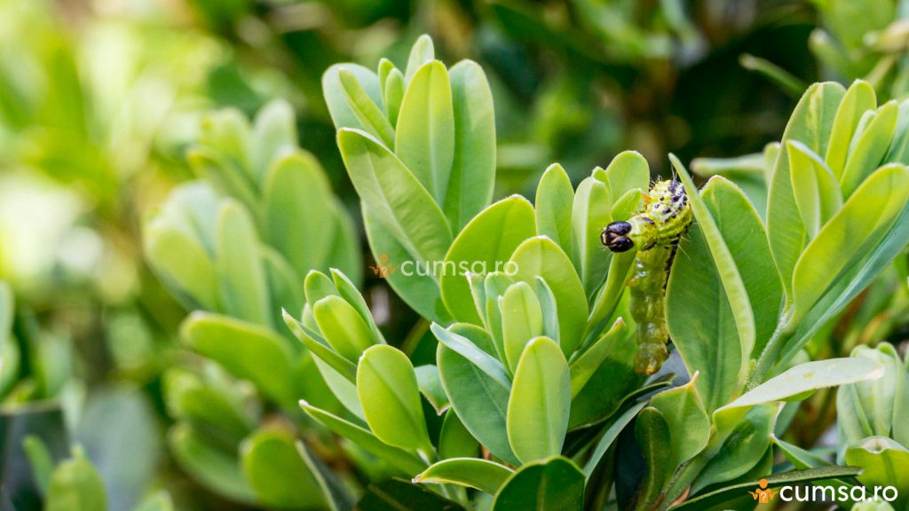 Cum sa scapi de omida paroasa la buxus si ce tratament sa aplici - cumsa.ro