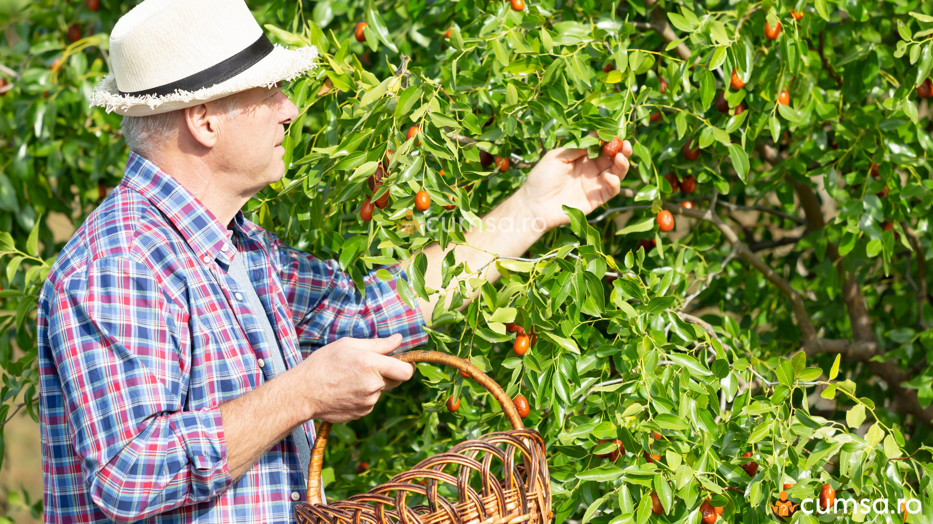 Cum sa cresti curmalul chinezesc. Ingrijire, inmultire, boli si ...