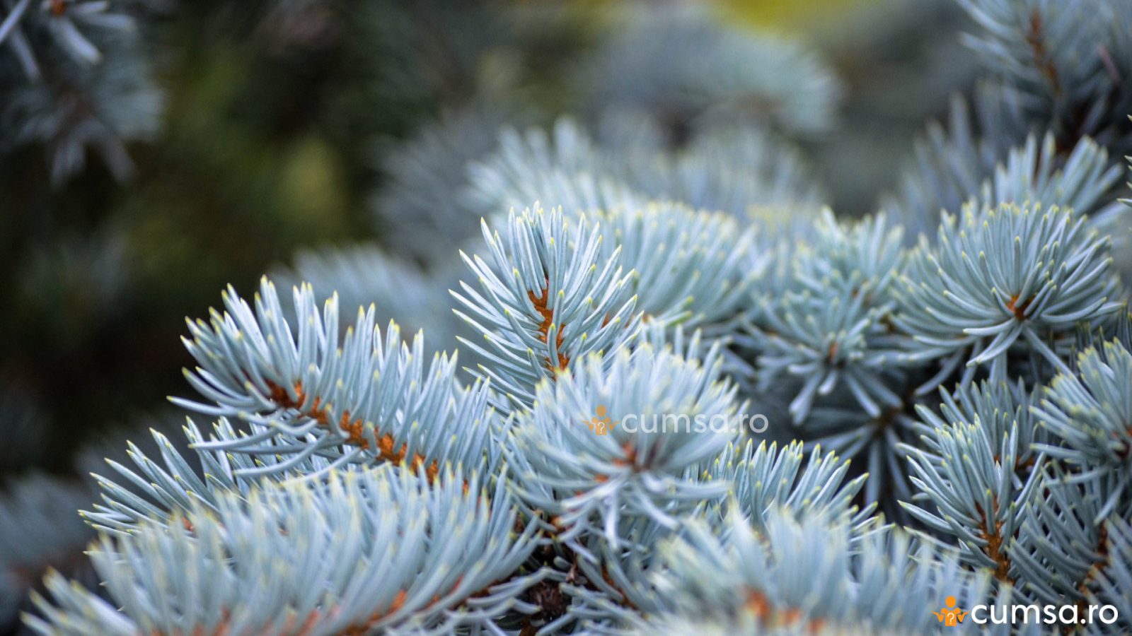 Cum sa cresti bradul argintiu. Ingrijire, inmultire, boli si daunatori ...