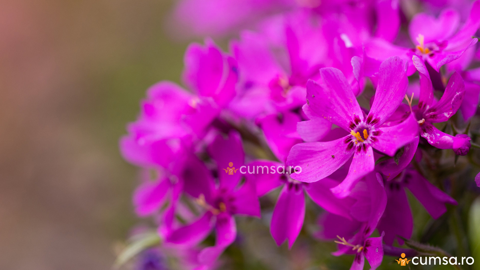 Cum sa cresti Brumarele. Ingrijire, inmultire, boli si daunatori - cumsa.ro