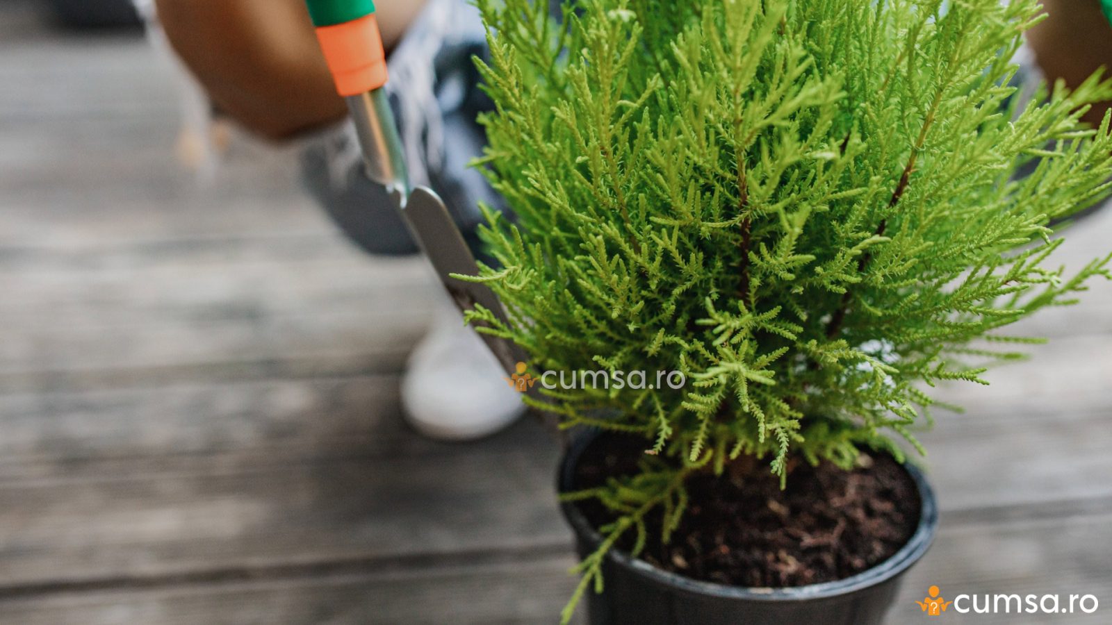 Cum sa cresti chiparos. Ingrijire, inmultire, boli si daunatori - cumsa.ro