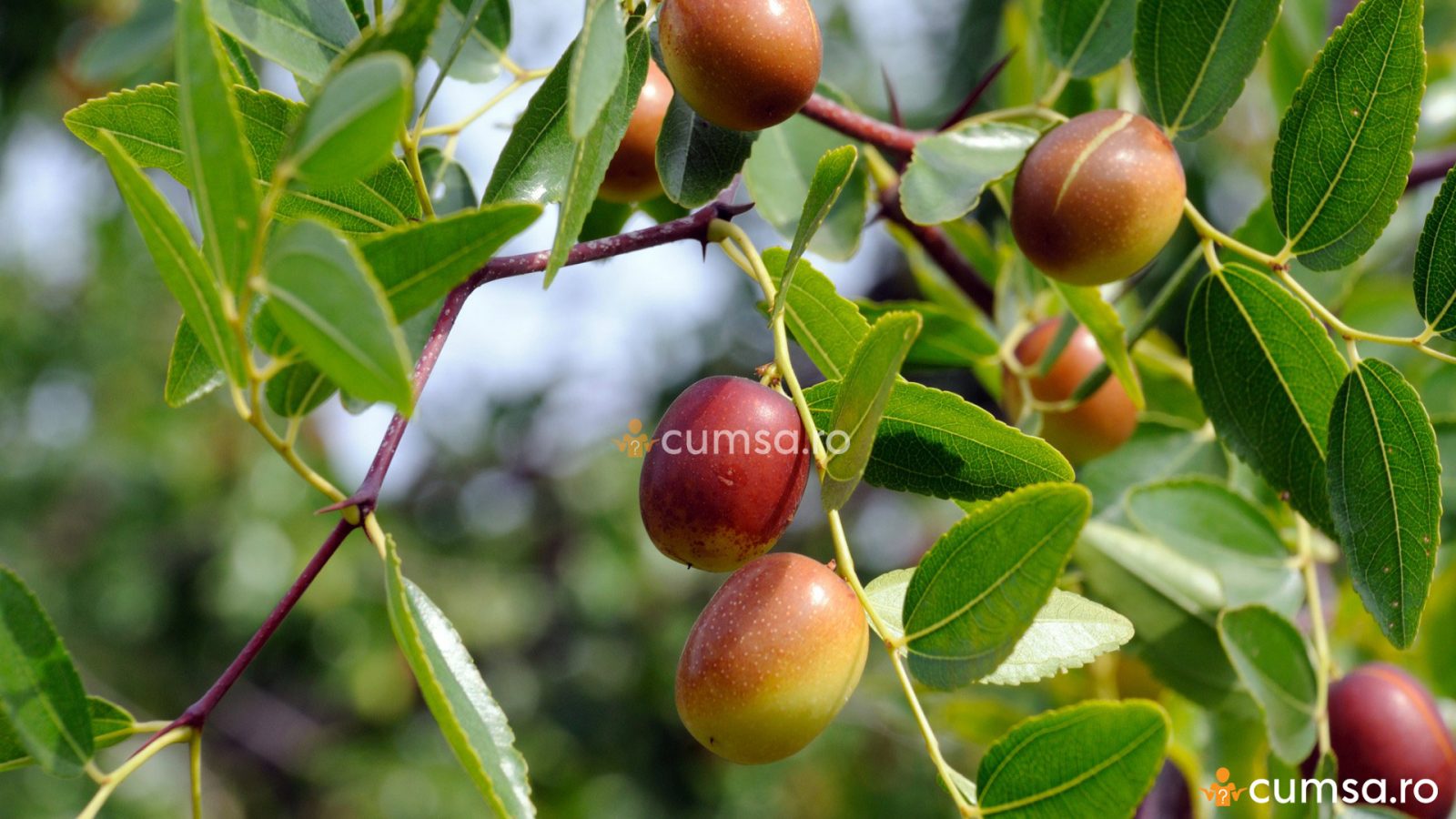 Cum sa cresti curmalul chinezesc. Ingrijire, inmultire, boli si ...