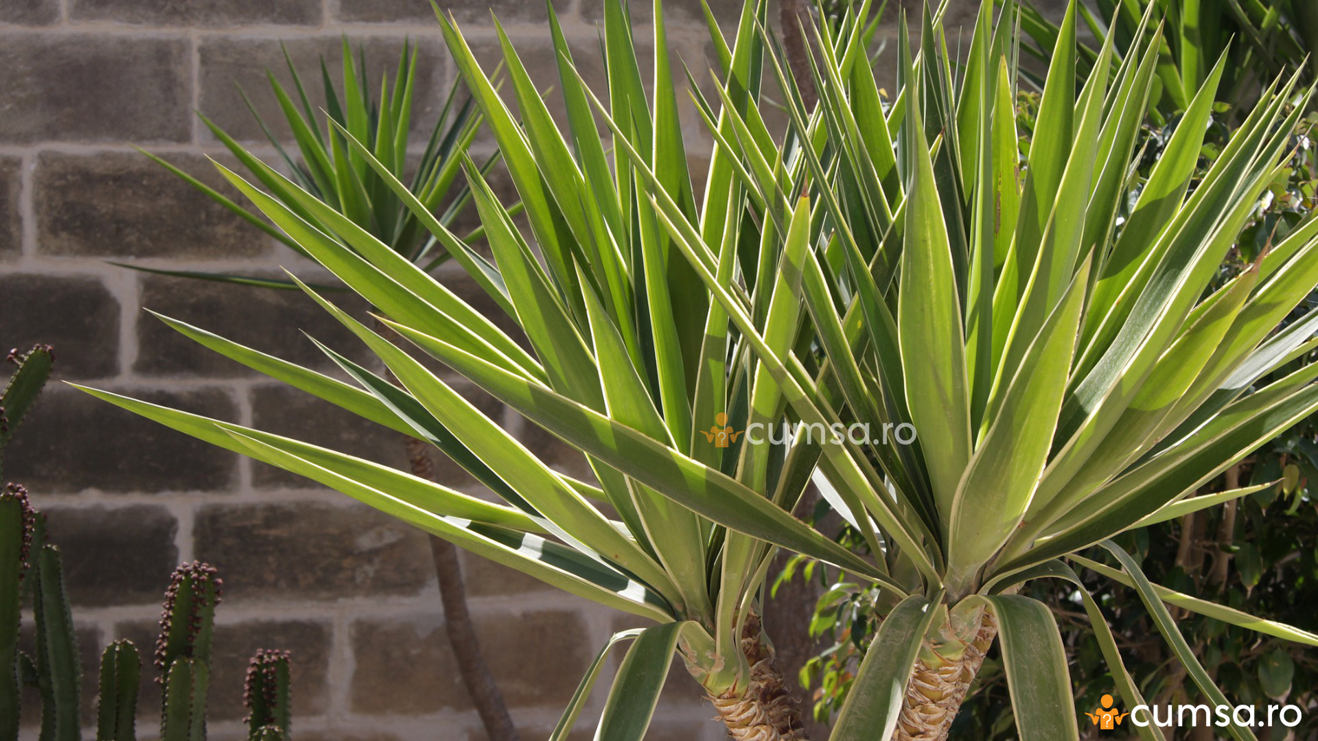 Cum sa cresti Yucca. Ingrijire, inmultire, boli si daunatori - cumsa.ro
