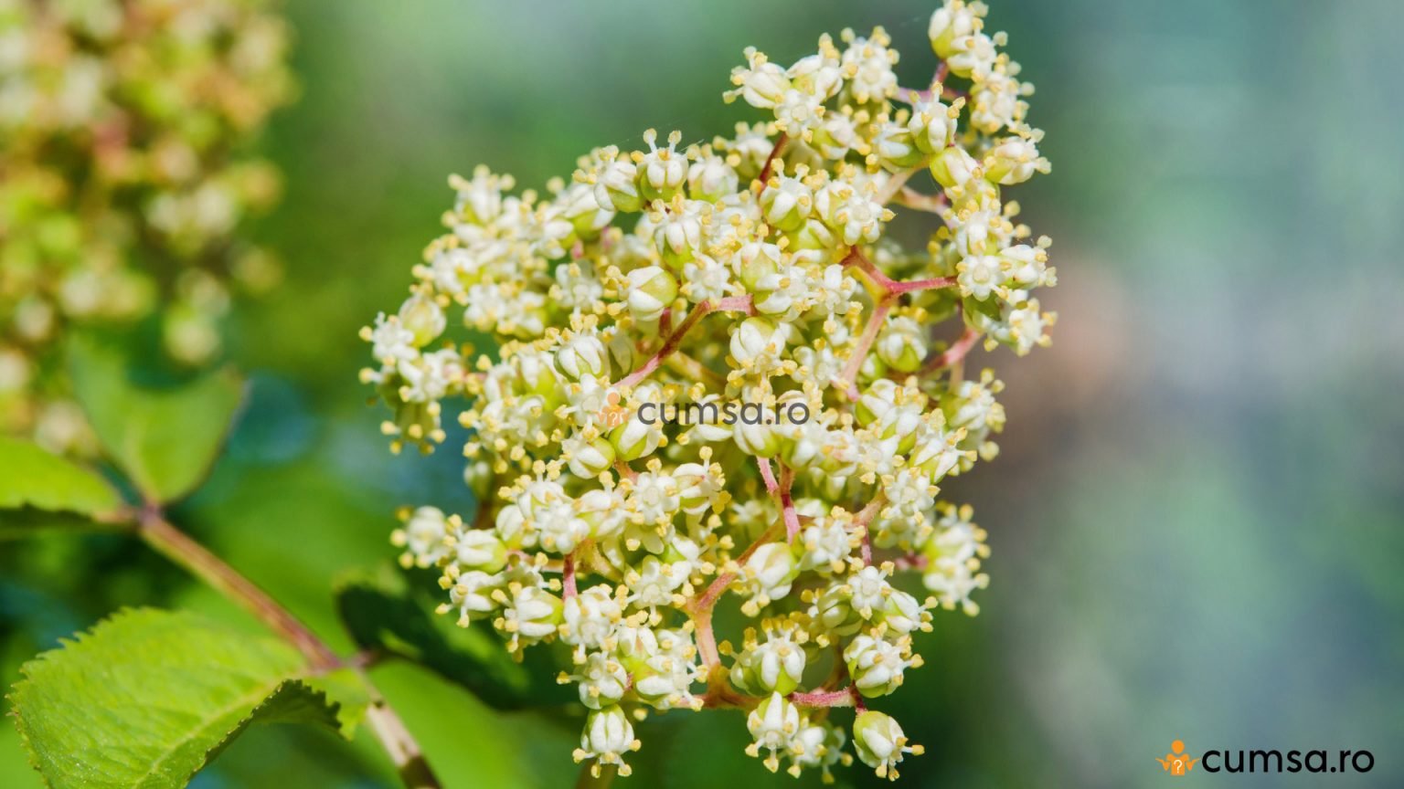 Cum sa cresti arborele de miere. Ingrijire, inmultire, boli si ...