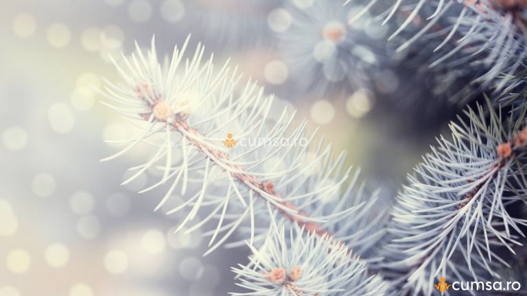 Cum sa cresti bradul argintiu. Ingrijire, inmultire, boli si daunatori ...