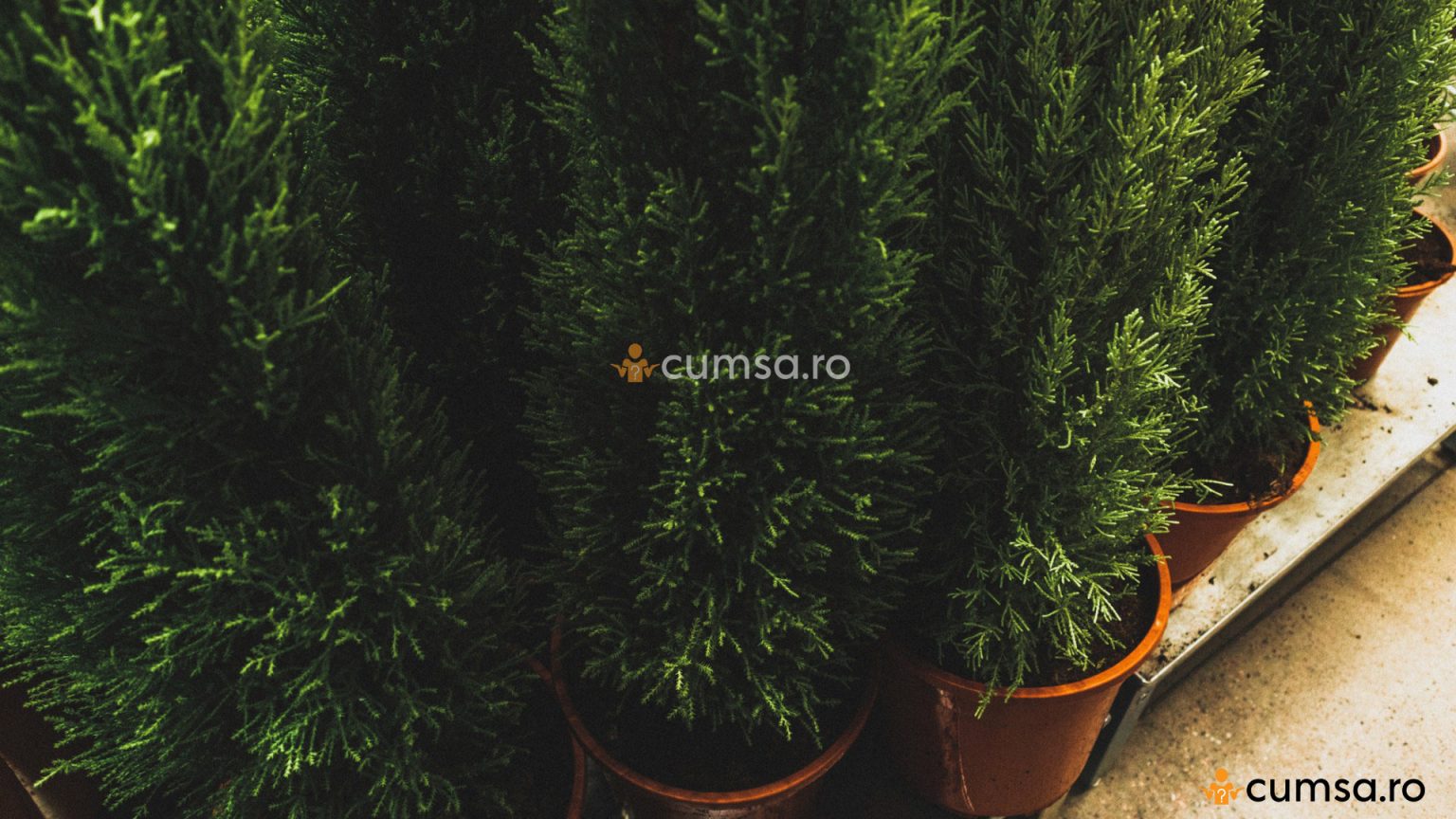 Cum sa cresti chiparos. Ingrijire, inmultire, boli si daunatori - cumsa.ro