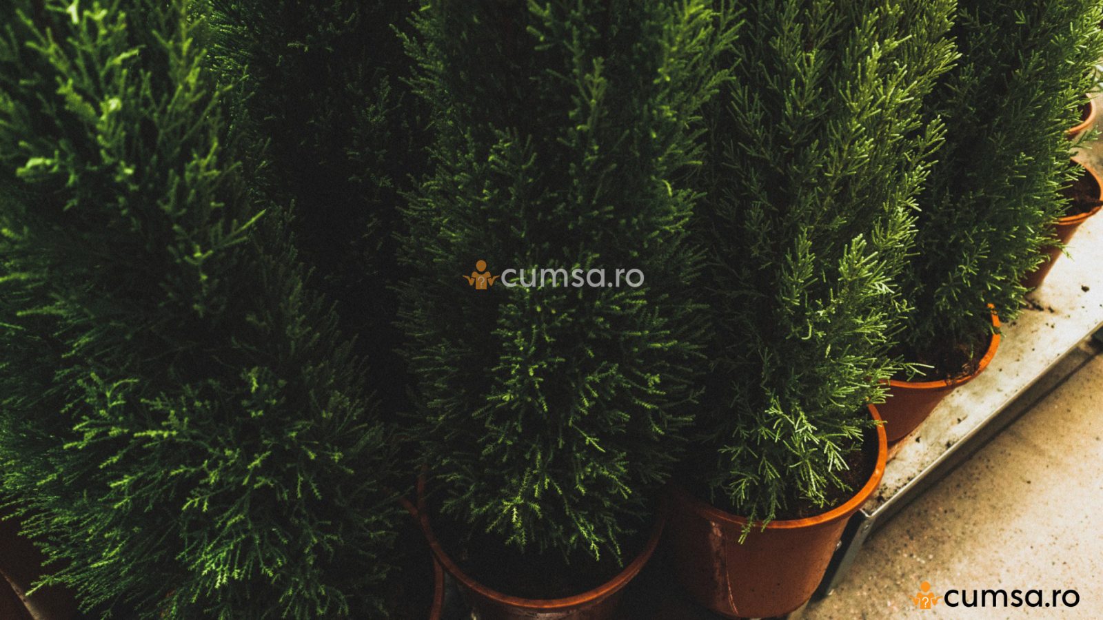 Cum sa cresti chiparos. Ingrijire, inmultire, boli si daunatori - cumsa.ro