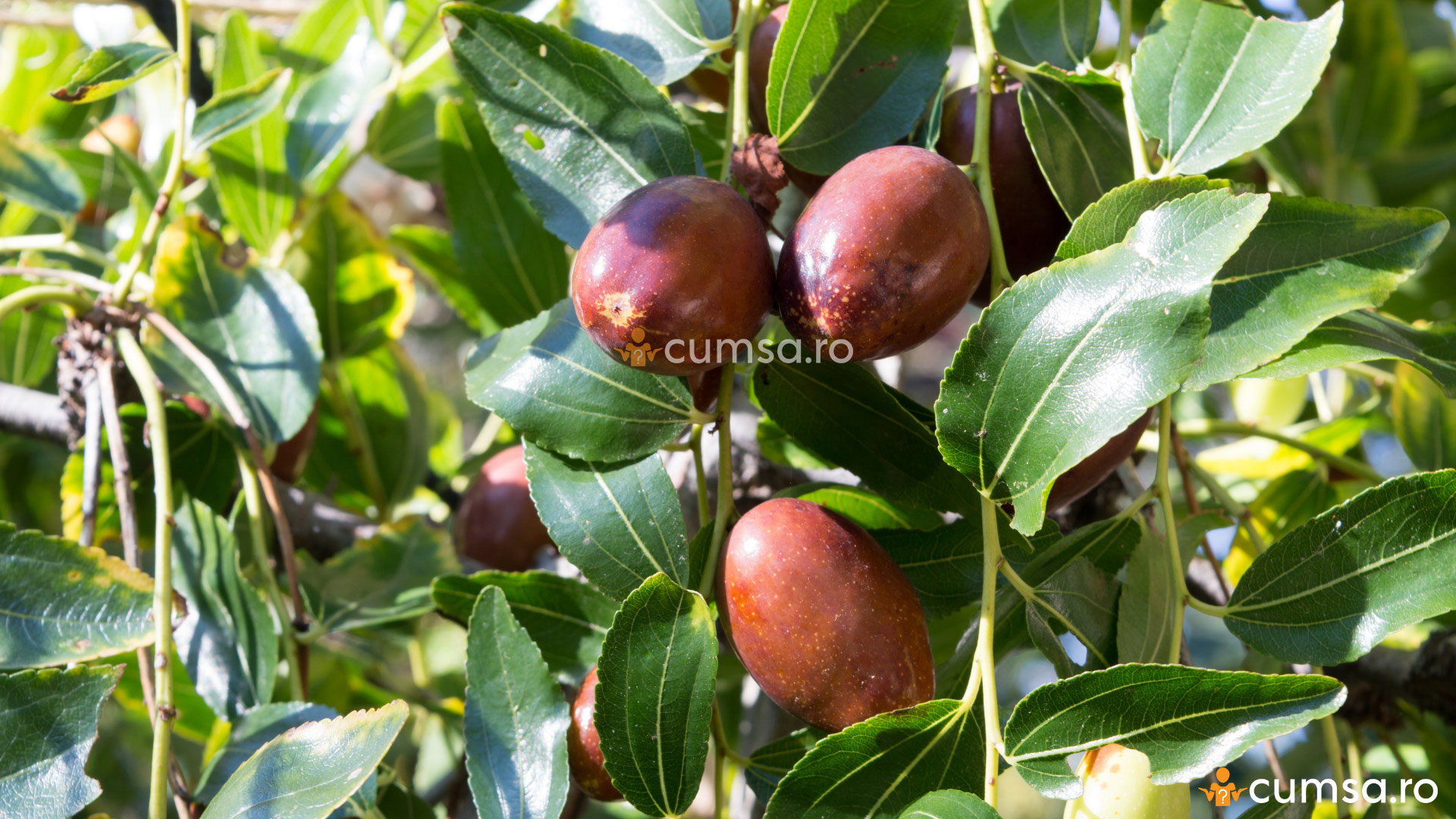 Cum sa cresti curmalul chinezesc. Ingrijire, inmultire, boli si ...