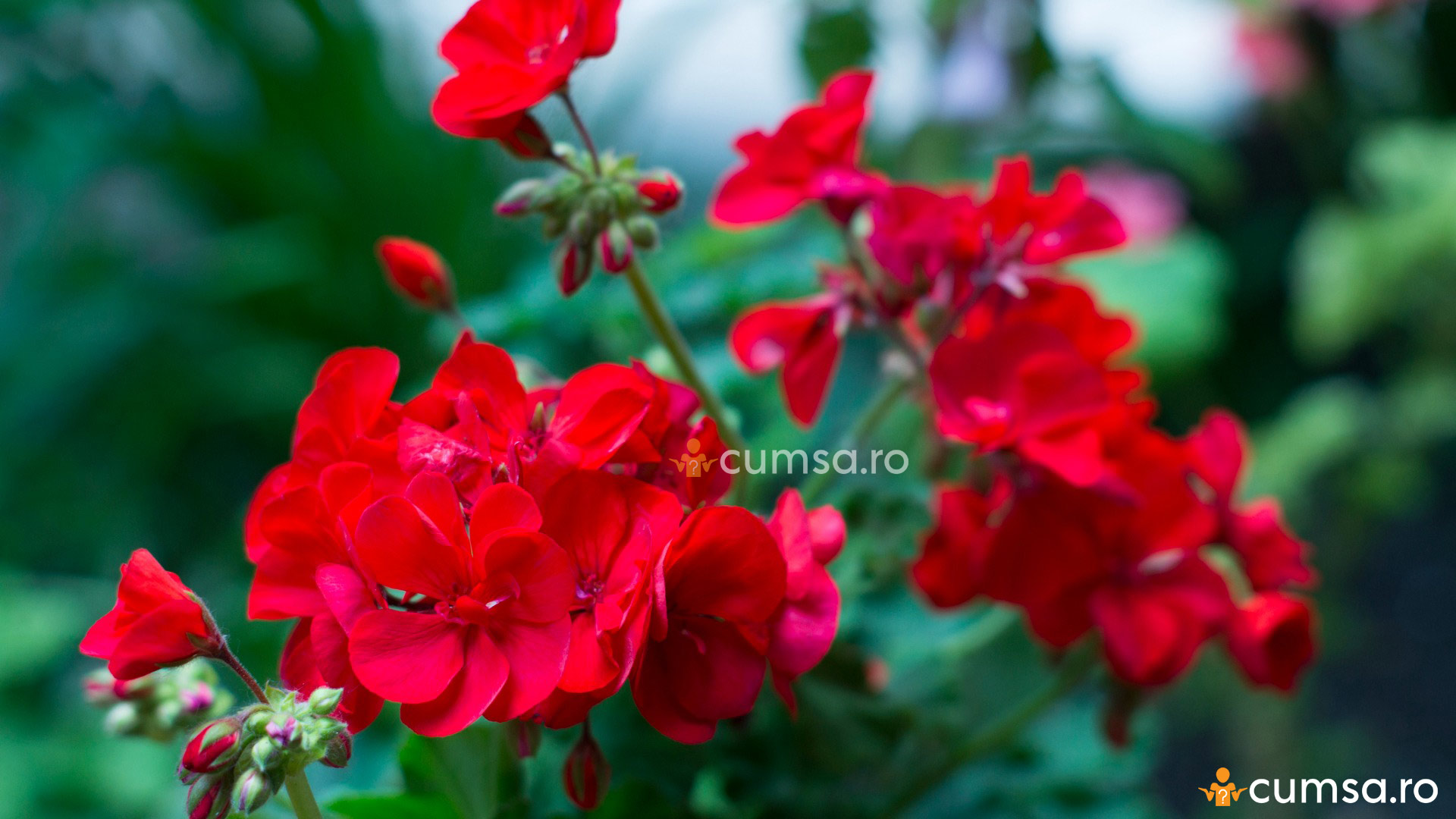 Ingrijirea muscatelor. Cum sa ai plante cu frunzis bogat si pline de ...