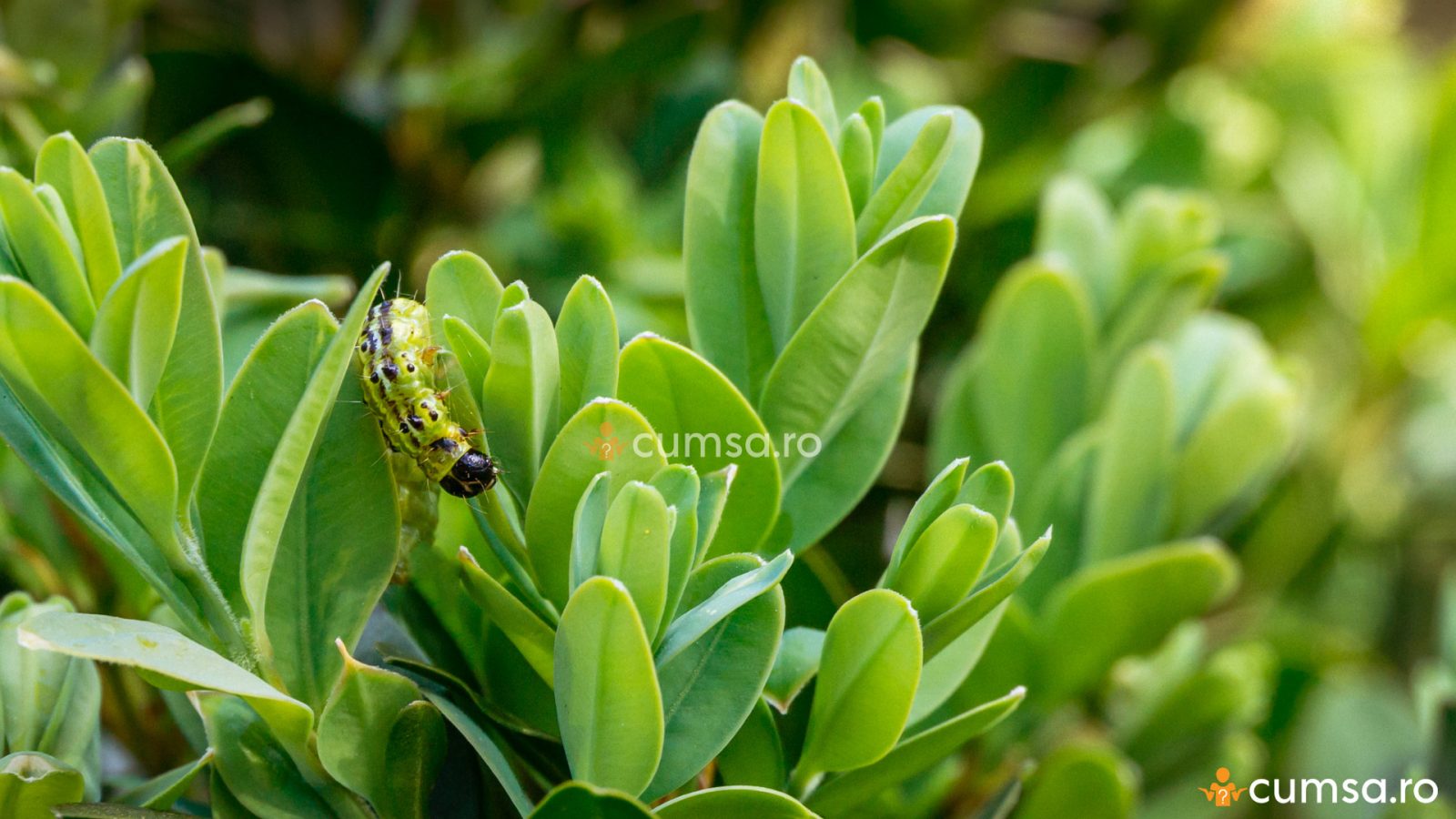 Cum sa scapi de omida paroasa la buxus si ce tratament sa aplici - cumsa.ro