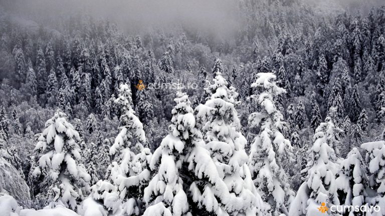 Cum sa cresti bradul argintiu. Ingrijire, inmultire, boli si daunatori ...