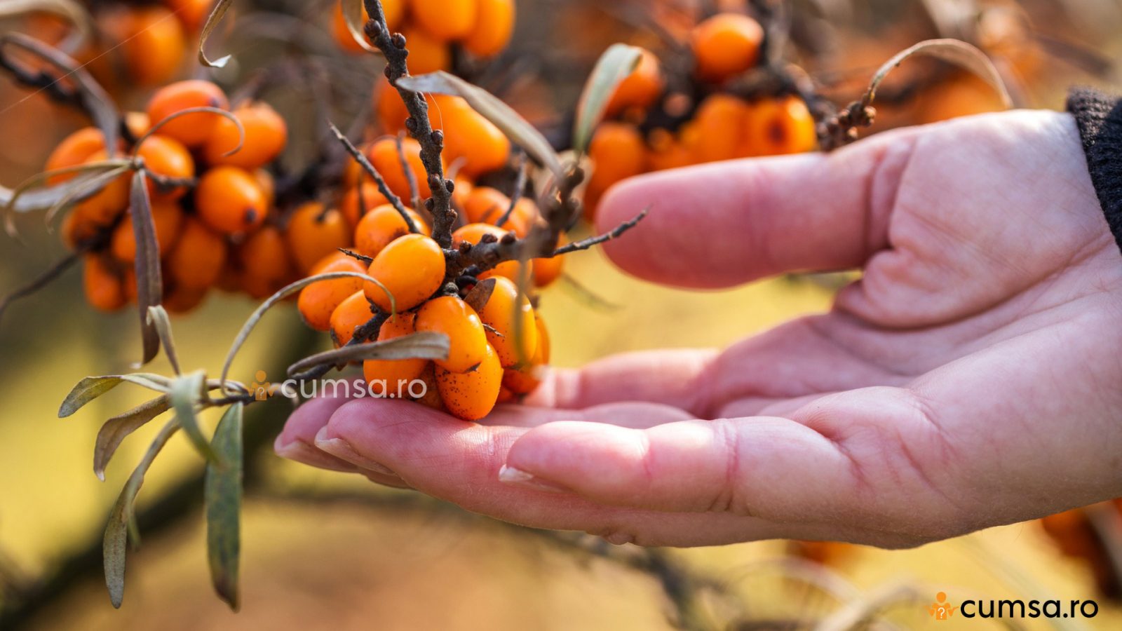Cum sa folosesti catina: proprietati, beneficii, utilizare ...