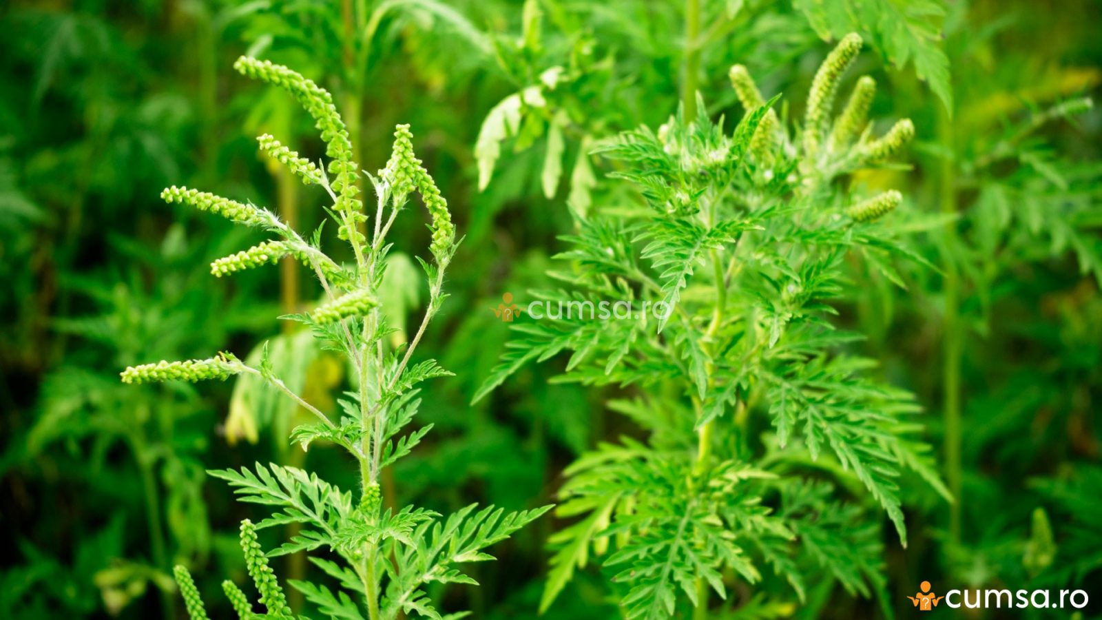 Cum sa scapi de ambrozie, ce erbicid sa folosesti - cumsa.ro