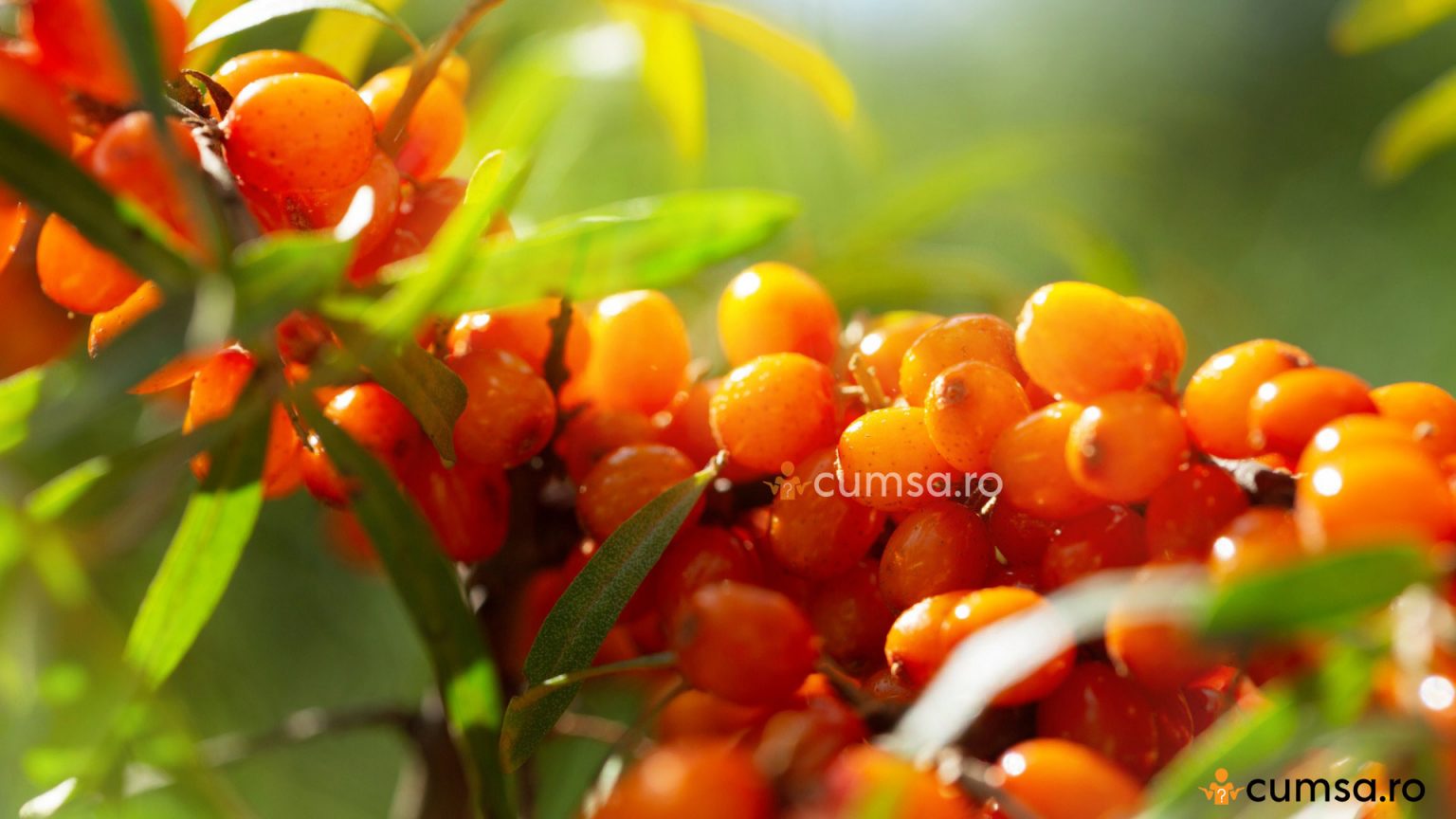 Cum sa folosesti catina: proprietati, beneficii, utilizare ...