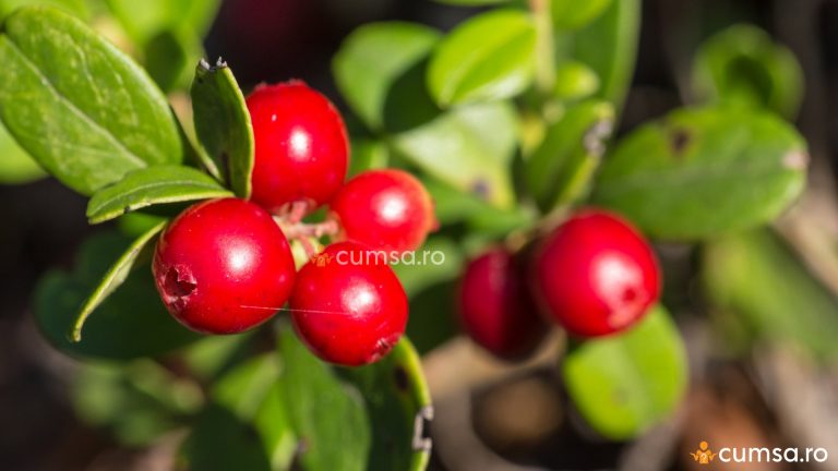 Cum sa folosesti merisorul. Proprietati, beneficii, utilizare ...