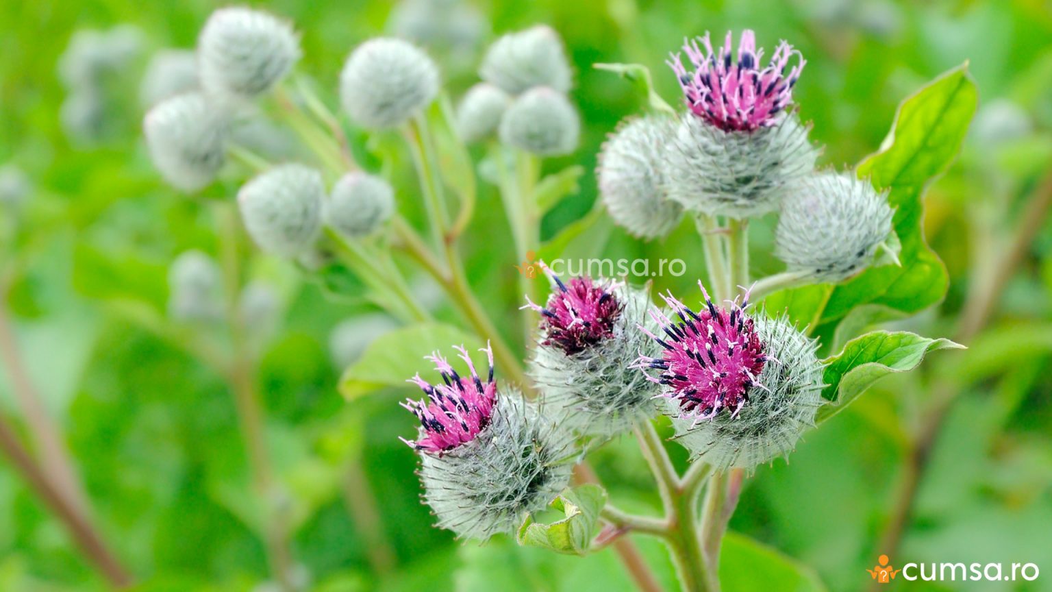 Cum sa folosesti brusturele: proprietati, beneficii, utilizare ...