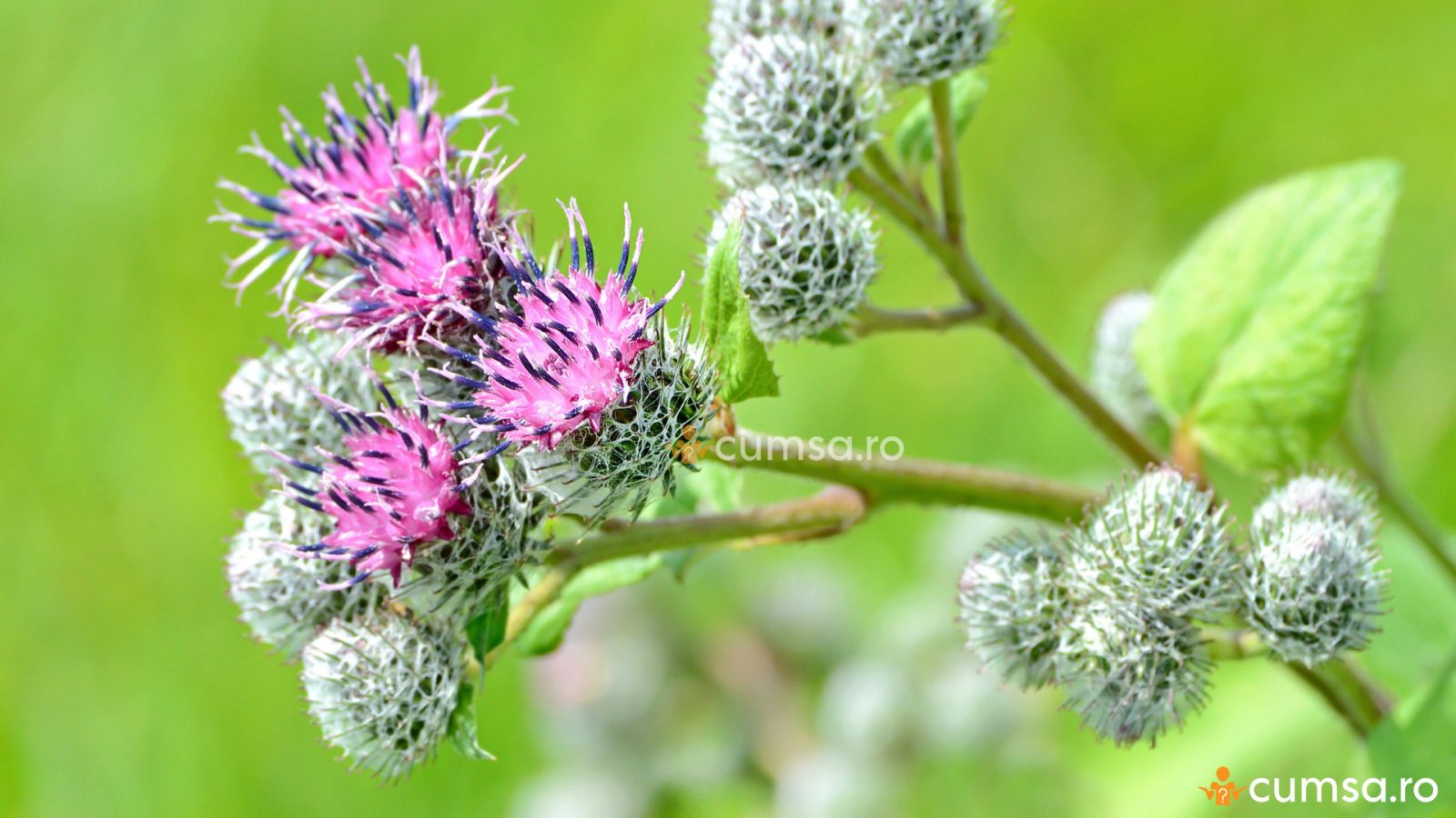 Cum sa folosesti brusturele: proprietati, beneficii, utilizare ...