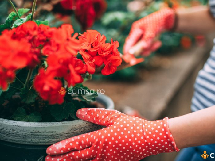 Cum sa faci inmultirea muscatelor prin butasi, in mod corect - cumsa.ro