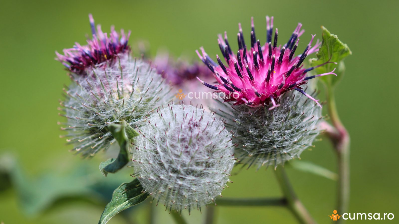 Cum sa folosesti brusturele: proprietati, beneficii, utilizare ...