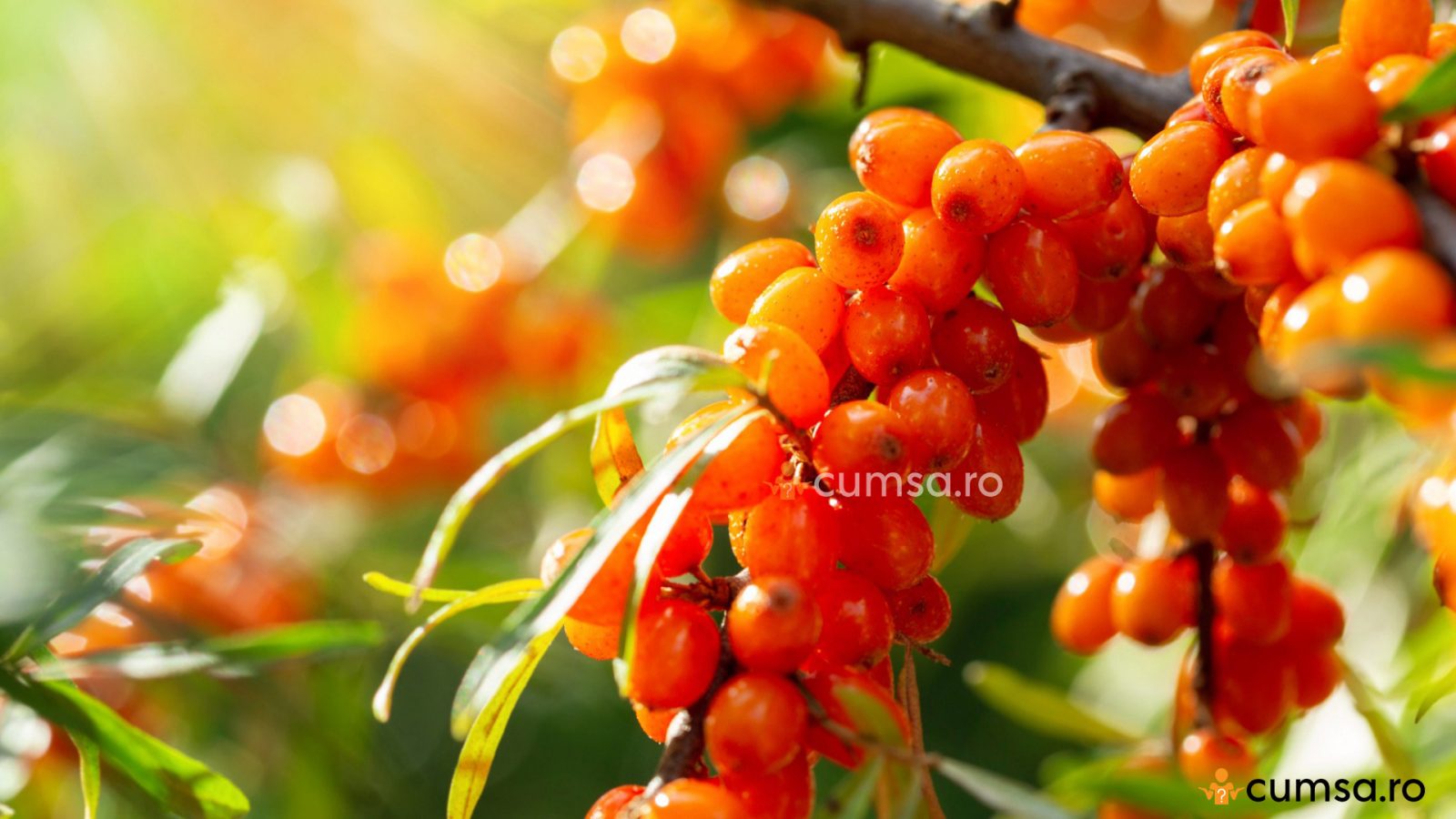 Cum sa folosesti catina: proprietati, beneficii, utilizare ...