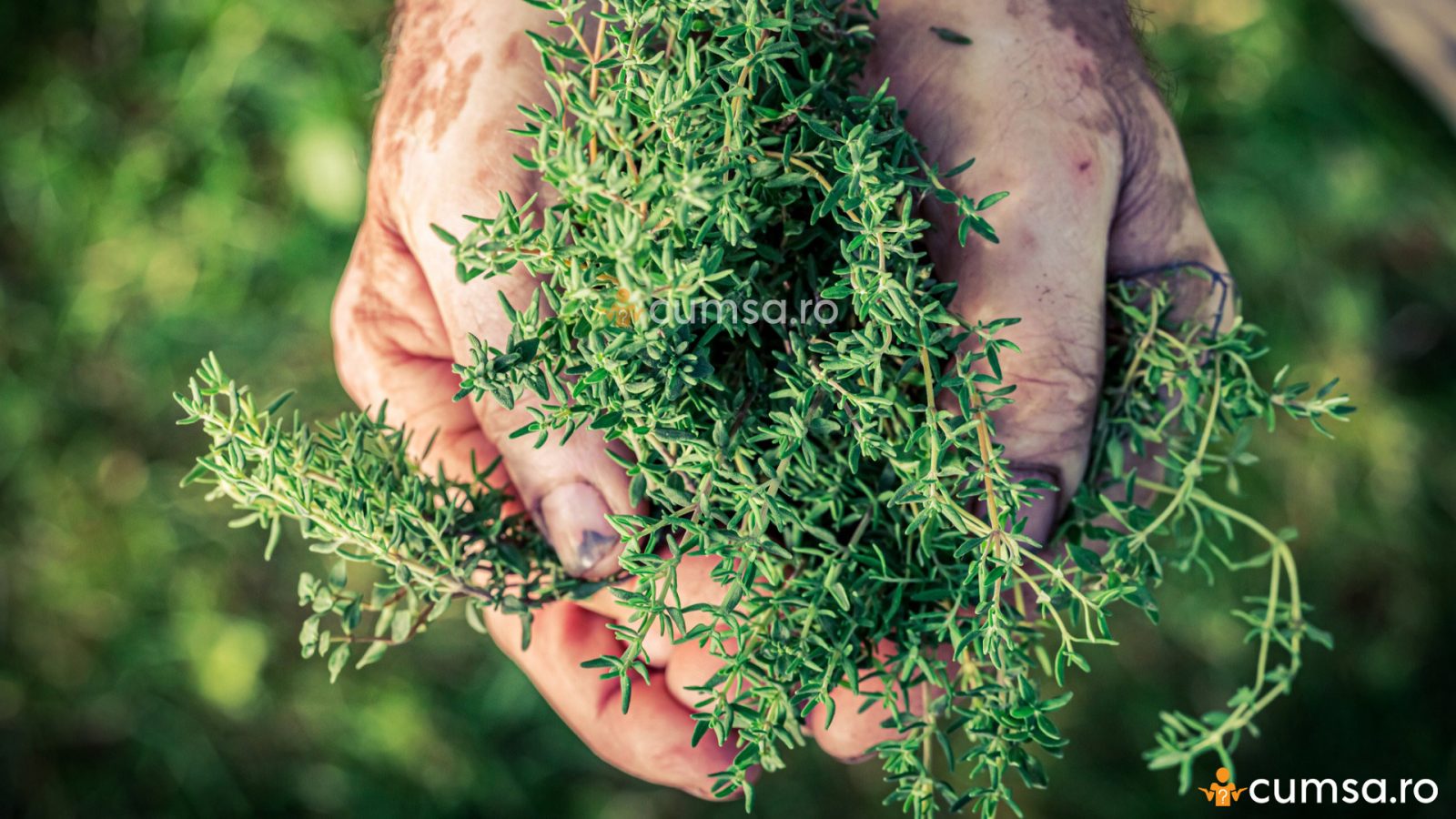 Cum sa folosesti cimbrisorul. Beneficii, proprietati, ceai, utilizare ...