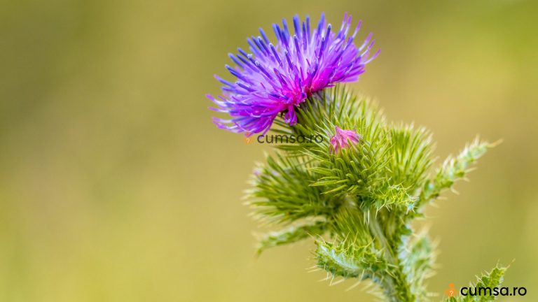 Cum sa folosesti palamida. Proprietati, beneficii, utilizare ...