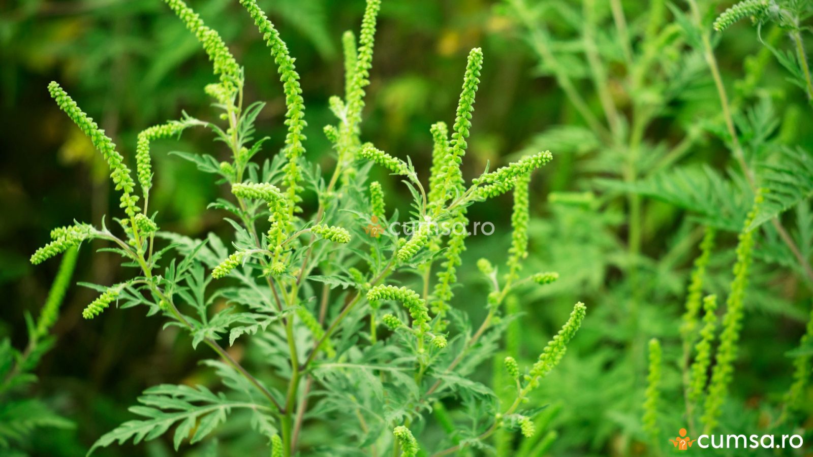 Cum sa scapi de ambrozie, ce erbicid sa folosesti - cumsa.ro