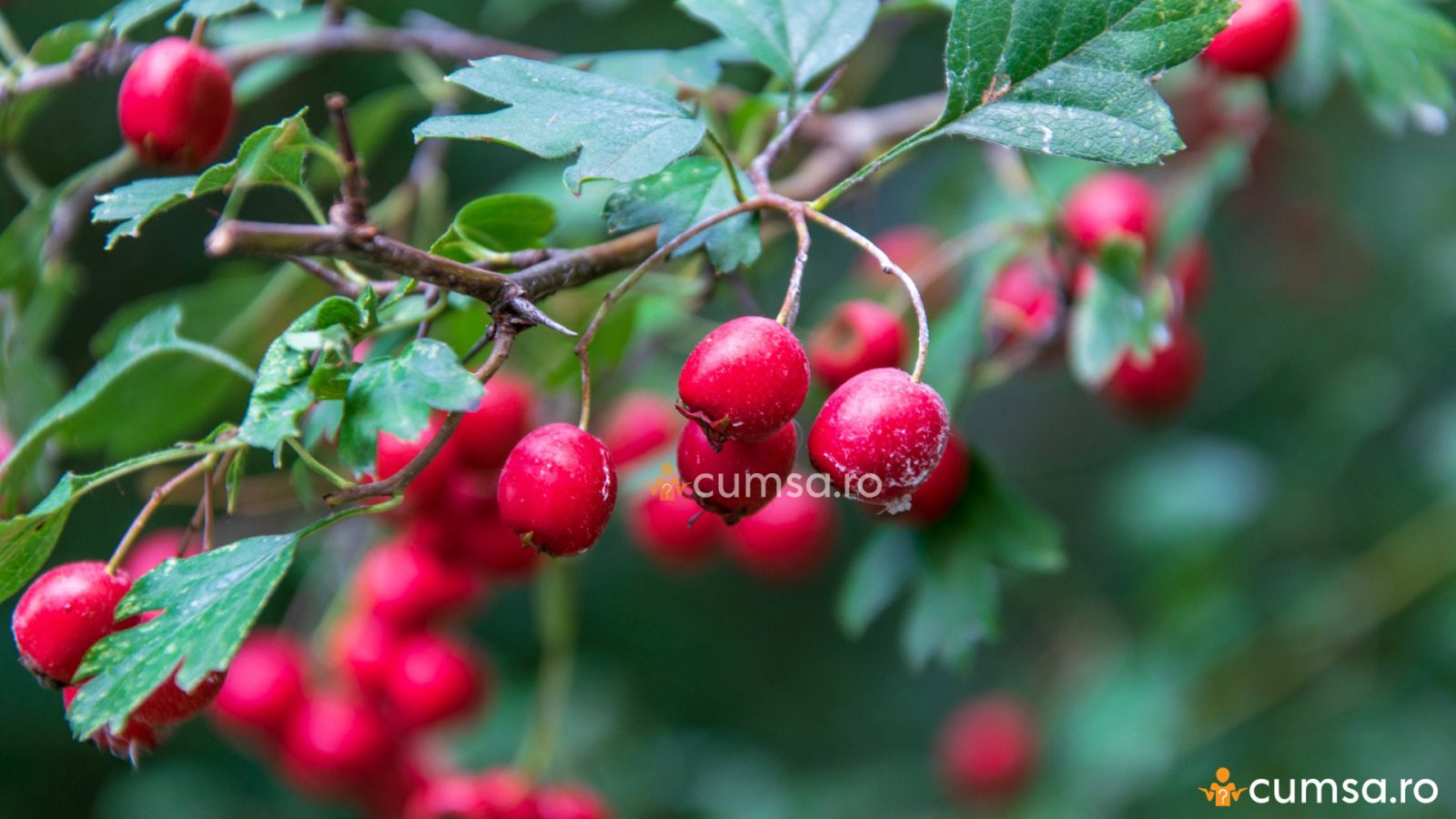 Cum sa folosesti paducelul. Proprietati, beneficii, utilizare si ...
