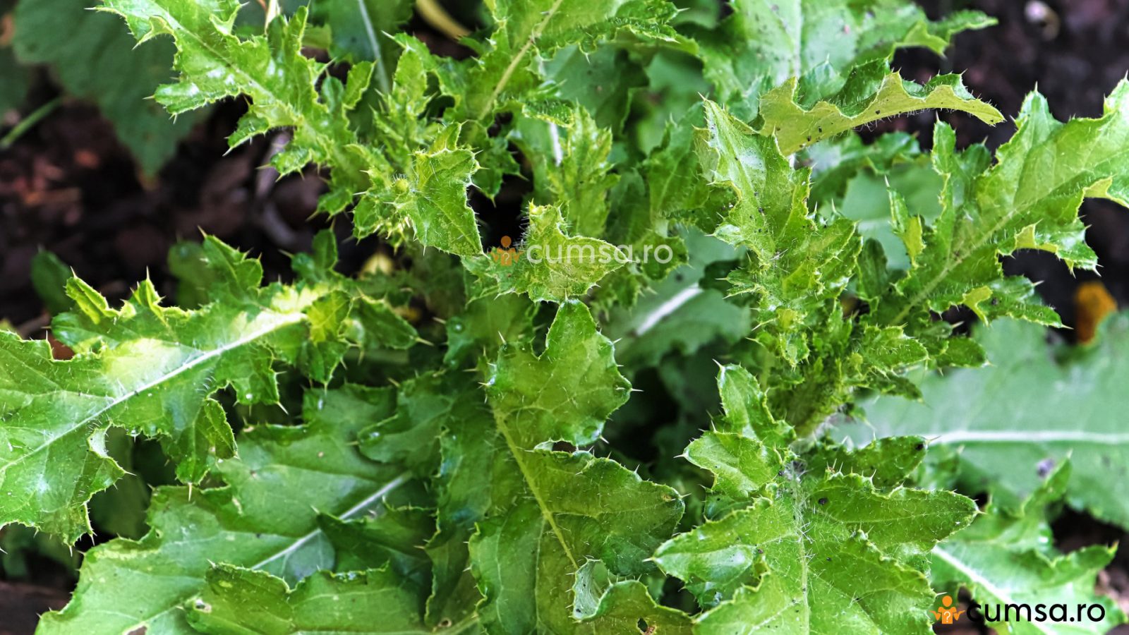 Cum sa folosesti palamida. Proprietati, beneficii, utilizare ...