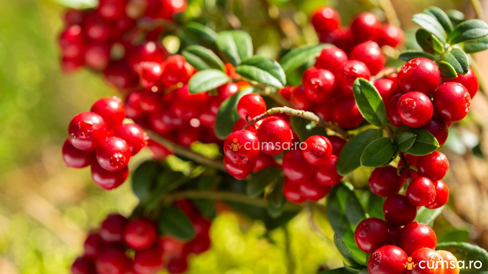 Cum sa folosesti merisorul. Proprietati, beneficii, utilizare ...