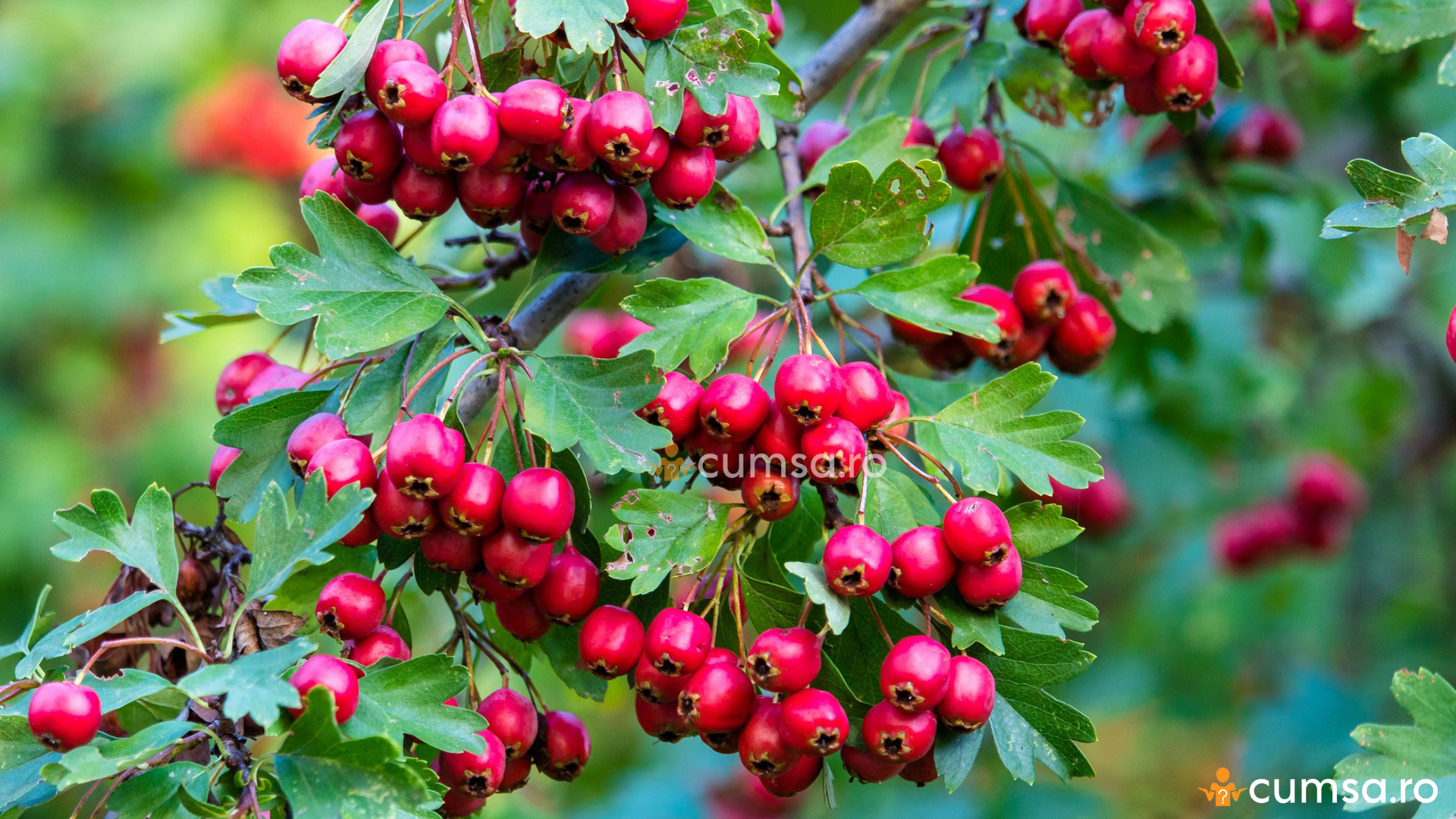 Cum sa folosesti paducelul. Proprietati, beneficii, utilizare si ...