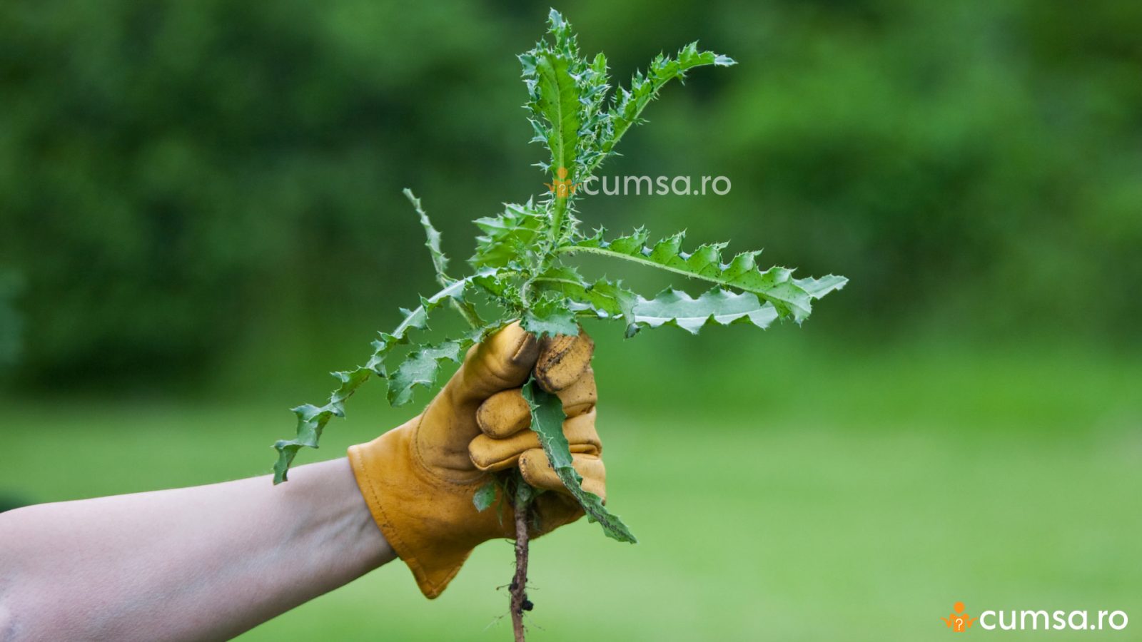 Cum sa folosesti palamida. Proprietati, beneficii, utilizare ...